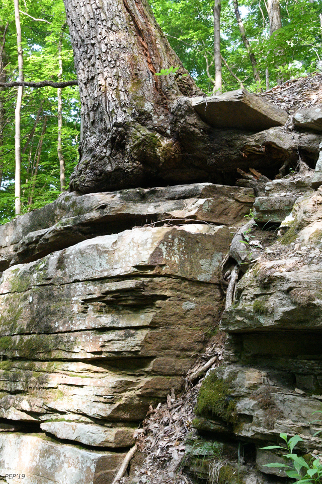 Tree On Rocks – 2048.studio