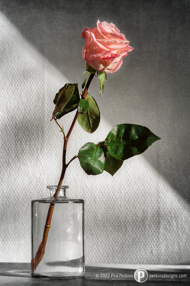 Still Life Rose – 2048.studio